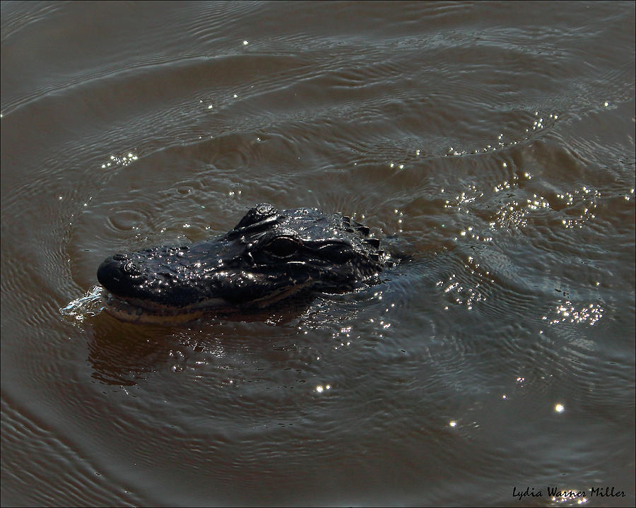 Louisiana Bayou Gator 6 Photograph by Lydia Miller - Fine Art America