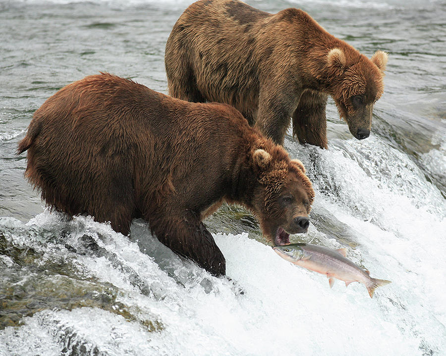 Luch Photograph by Robert Plotz - Pixels