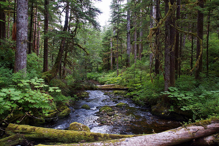 Lunch Creek Trail Photograph by Robert Bodnar - Fine Art America