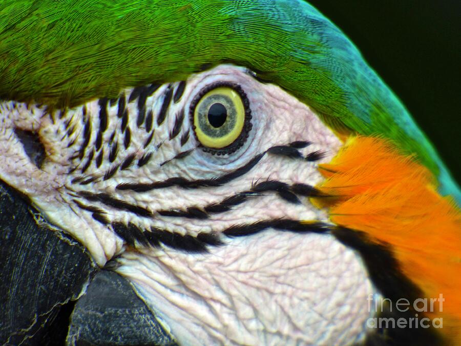 Macaw Colors Photograph by Annika Leichtweiss - Pixels