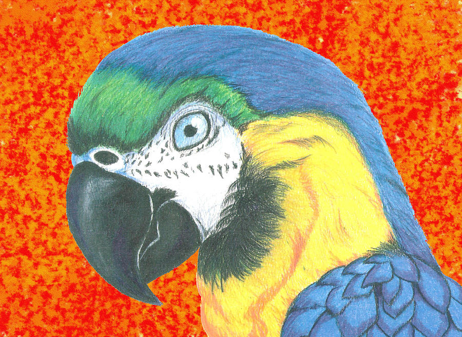 Macaw Digital Art by Ricardo Gonzalez - Fine Art America