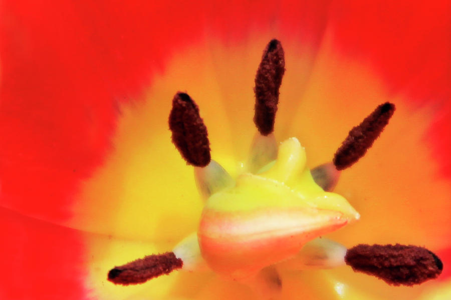 Macro Center Photograph by Pauline Darrow | Pixels