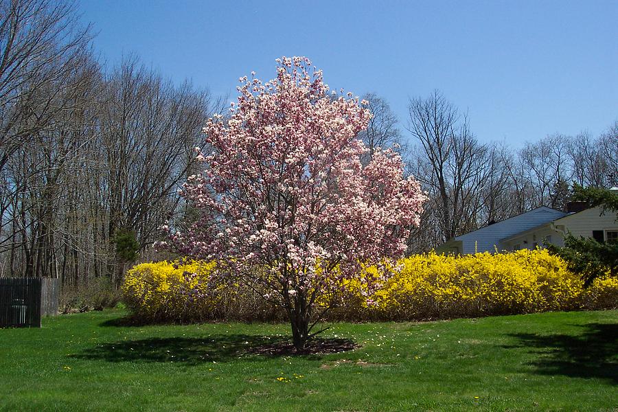 Magnolia In Spring Photograph by Matthew Smith - Fine Art America