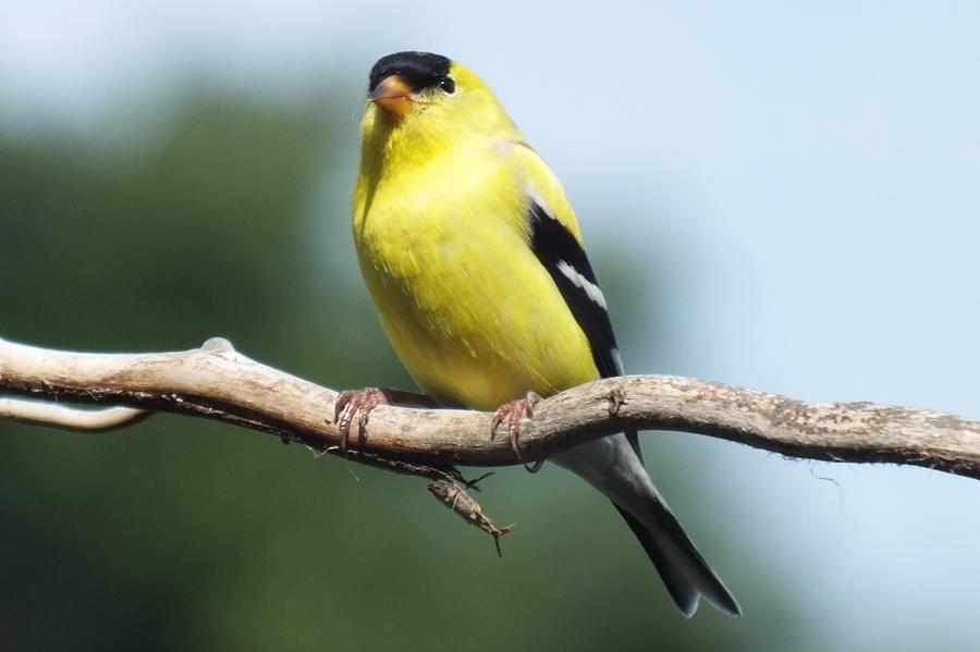 Male American Goldfinch - Concentration Photograph by Cindy Treger - Pixels