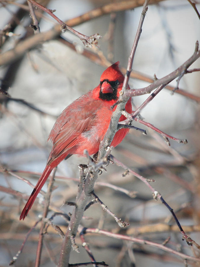 Male Cardinal in an Apple Tree Photograph by Laurie With | Pixels
