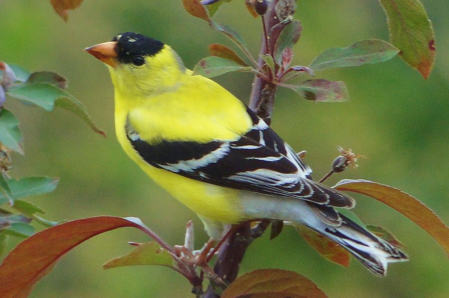 Male Goldfinch Photograph by Janet Paden - Fine Art America