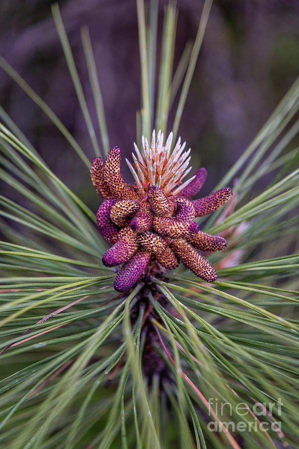 Male Pine Cones Photograph By Sam Judy Fine Art America