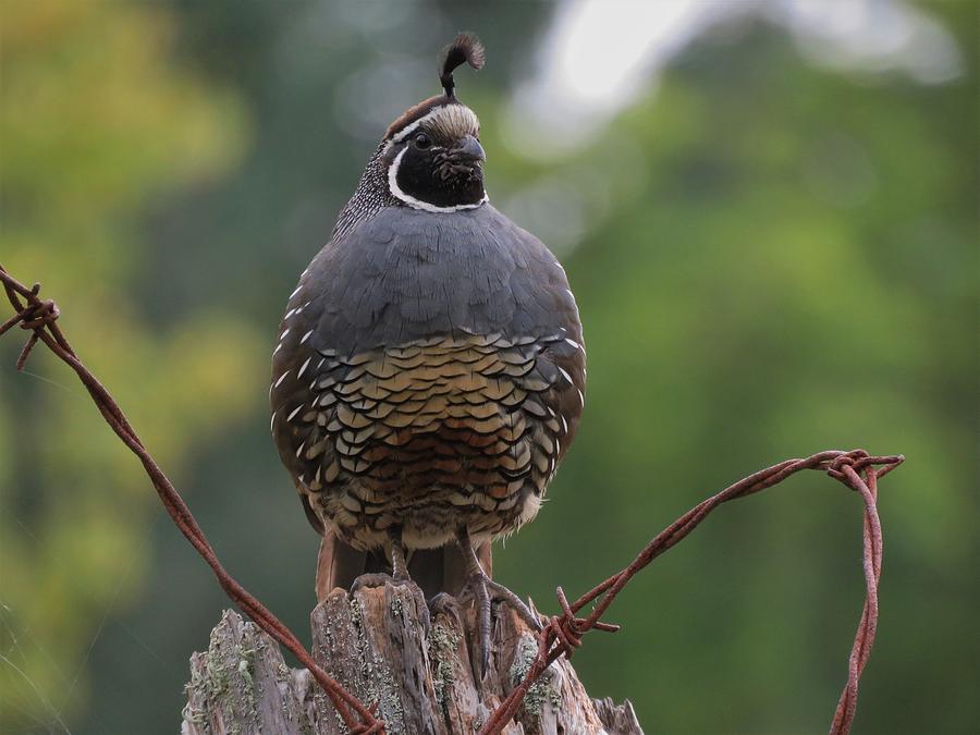 Male Quail Photograph by Cheryl Trudell - Fine Art America