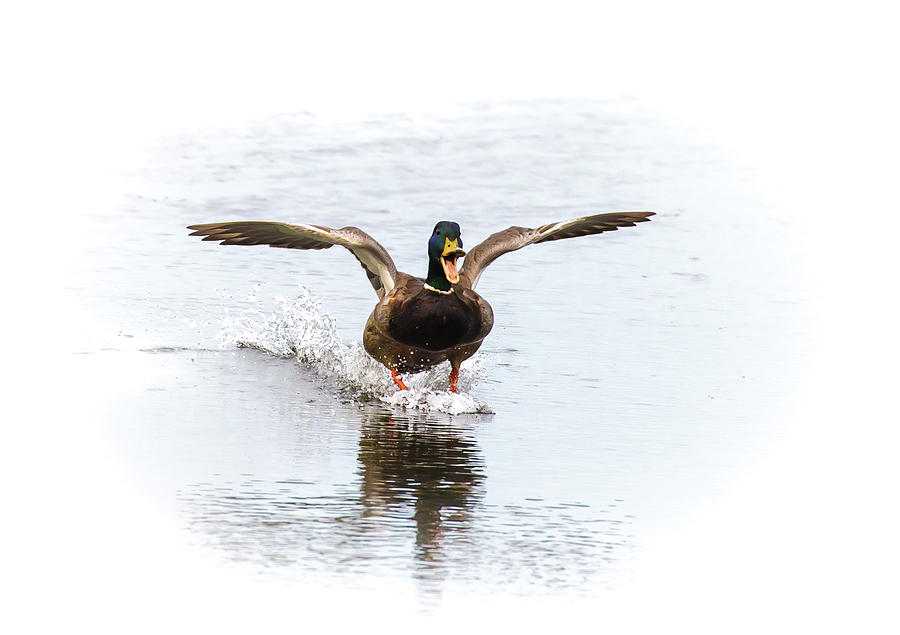 Mallard on the Flight In Photograph by Janet Argenta - Fine Art America