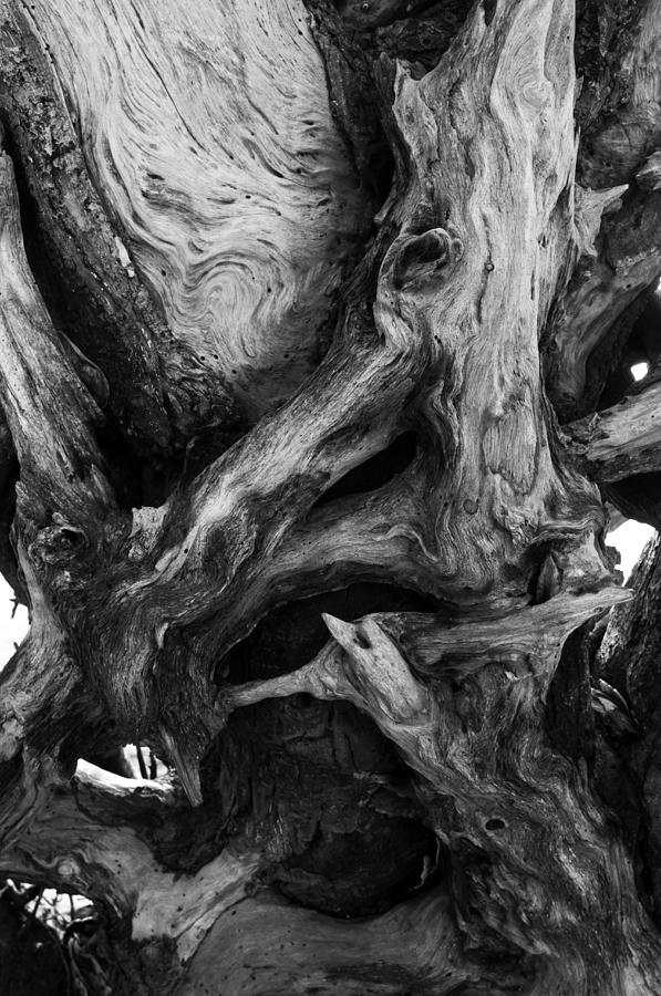 Mangled Photograph by Tom Rickborn - Fine Art America