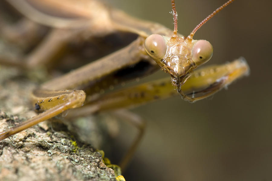 Mantis Photograph by Andre Goncalves - Fine Art America