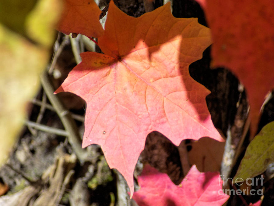 Maple Leaf Macro Photograph by William Tasker - Fine Art America