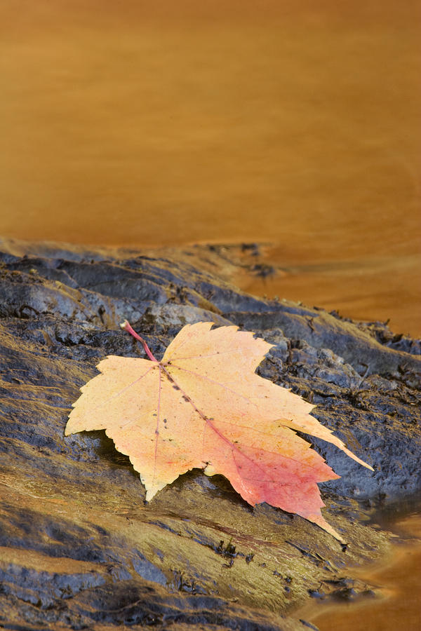 Maple Leaf Stream-Side Photograph by Harold Stinnette - Pixels