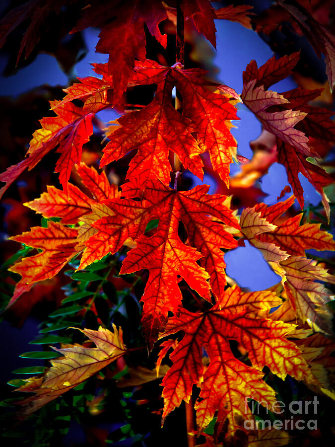 Maple Leaves Photograph by Robert Bales - Fine Art America