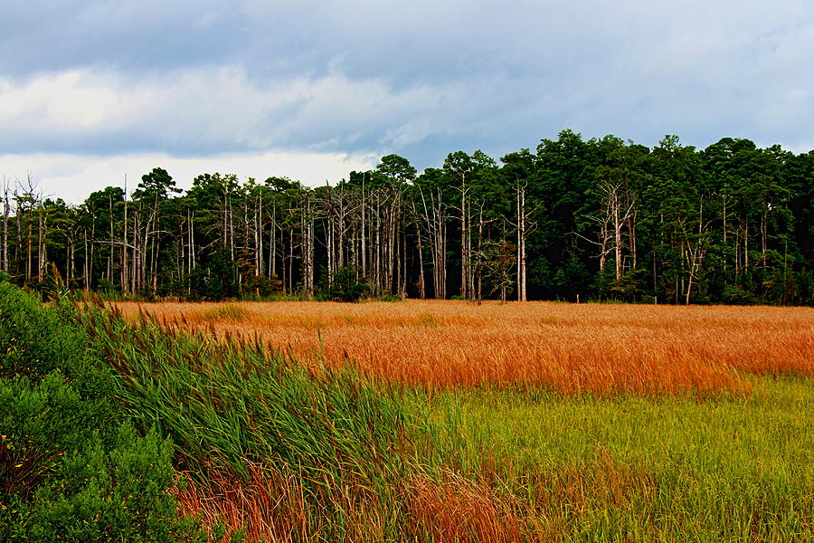 Marsh and trees Photograph by Rand Wall - Fine Art America
