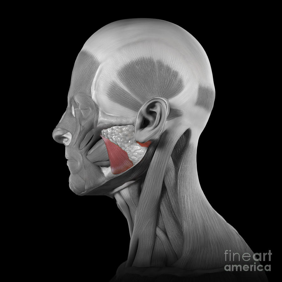 Masseter Photograph by Science Picture Co - Fine Art America