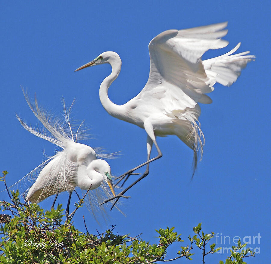 Mating Dance Photograph By Dorothy Pugh