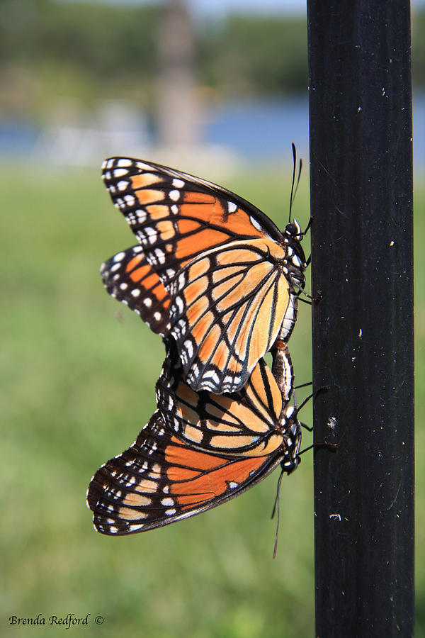 Mating Monarch Photograph by Brenda Redford - Fine Art America