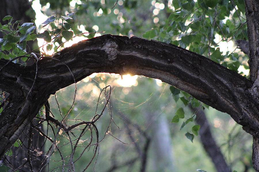 Messy Web Photograph by Carla Larson - Fine Art America