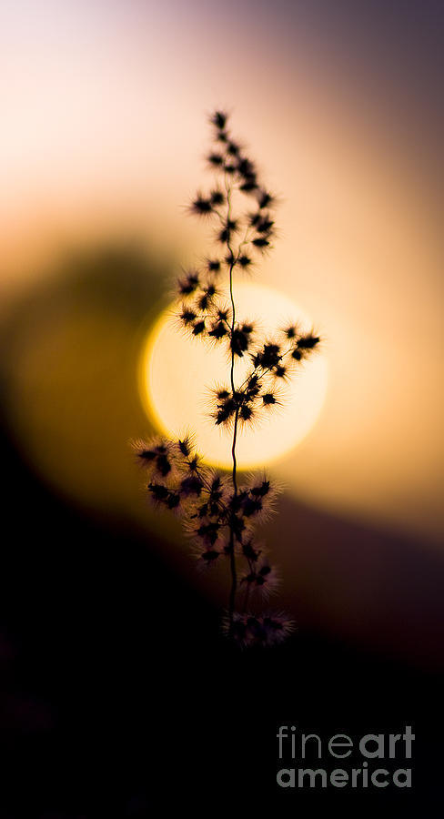 Mexican Desert Sunset Photograph by Jorgo Photography - Fine Art America