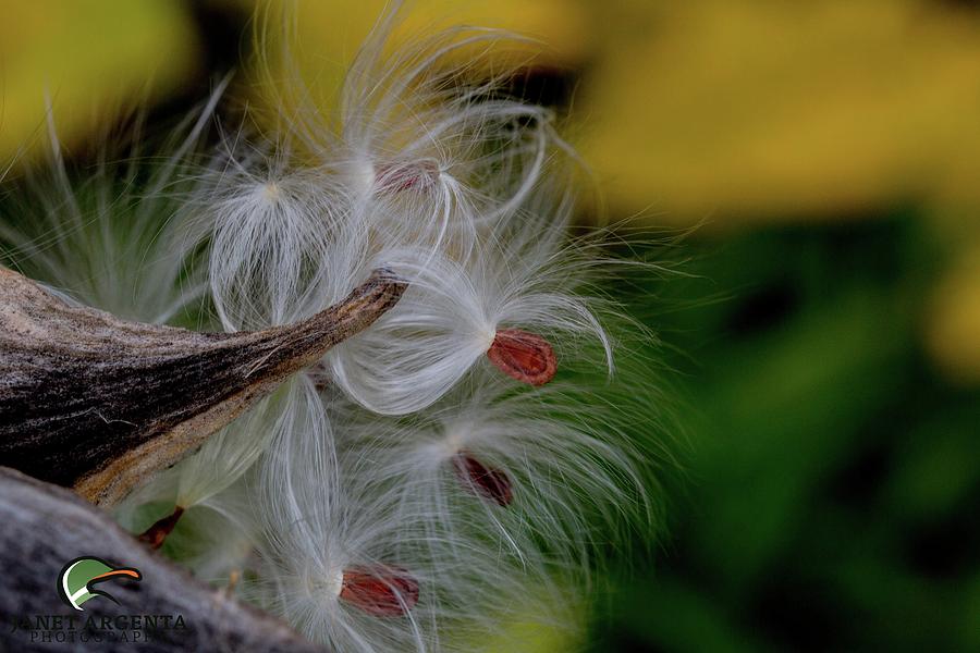 Milkweed Photograph by Janet Argenta - Fine Art America