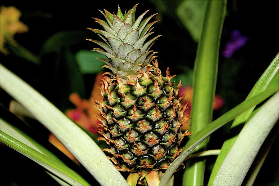 Mini Pineapple Photograph by Eddie Freeman | Fine Art America
