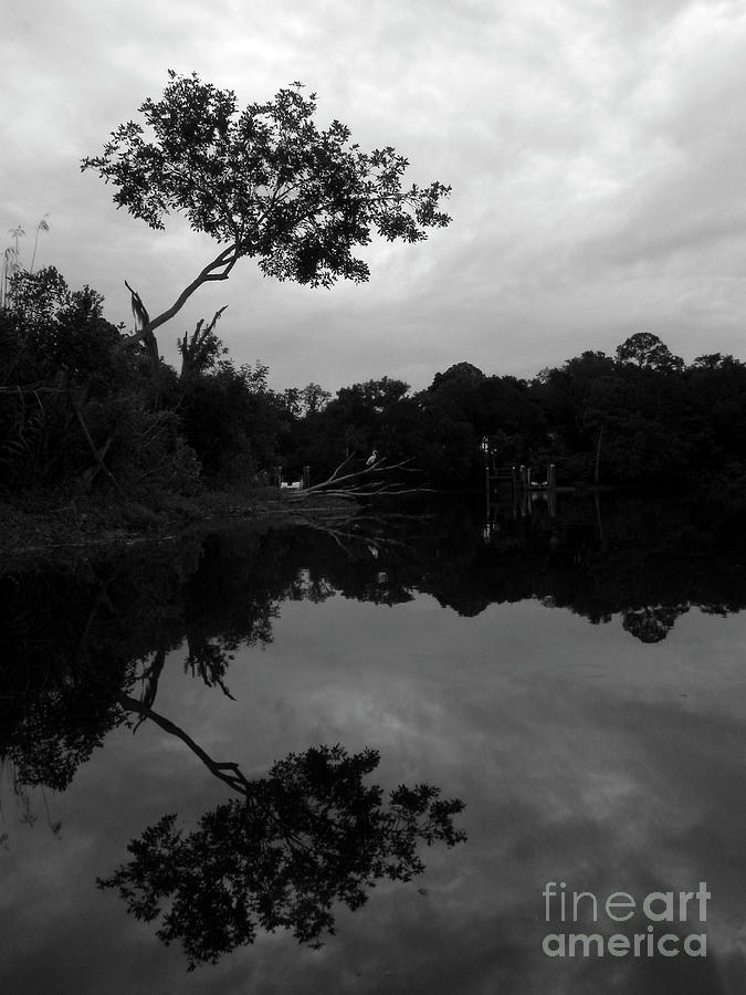 Mirror Tree Photograph by Jack Norton - Pixels