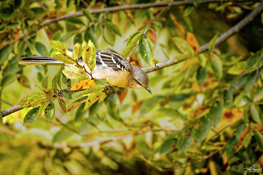 Mockingbird Photograph by Philip Rispin - Fine Art America