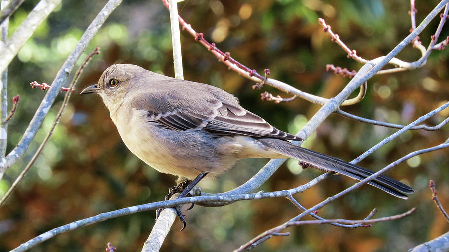 Mockingbird Photograph by Roger Epps - Fine Art America