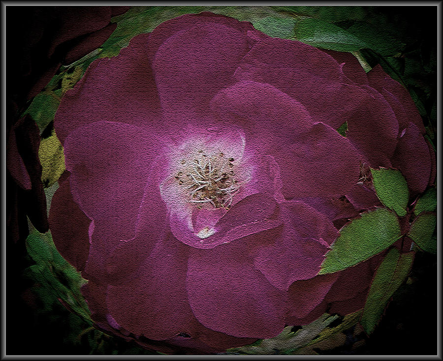 Modified Rose Photograph by Russ Mullen - Fine Art America