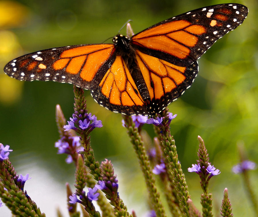 Monarch Butterfly Photograph by Brian Fisher - Pixels