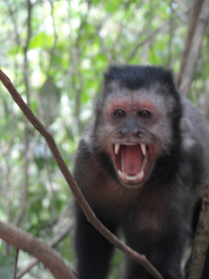 Monkey Photograph by Benjamin Locks - Fine Art America