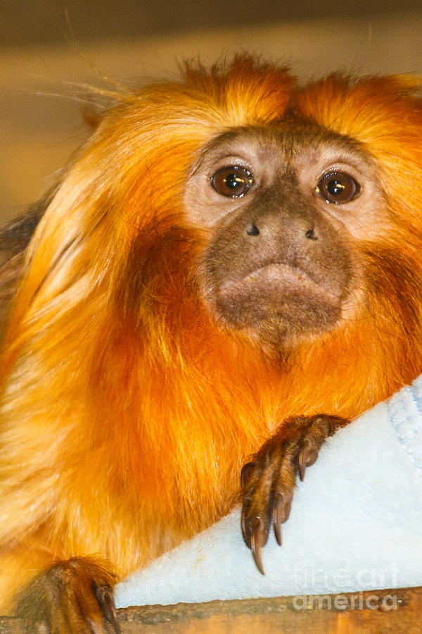 Monkey Look Photograph by Terri Morris - Fine Art America