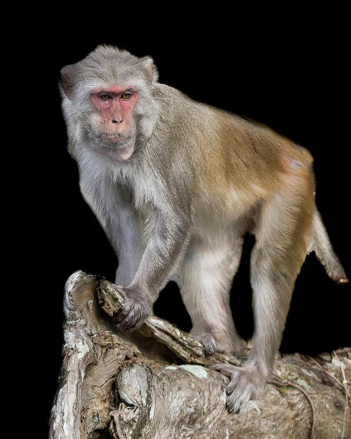 Monkey On Log Photograph by Tony Fruciano - Fine Art America