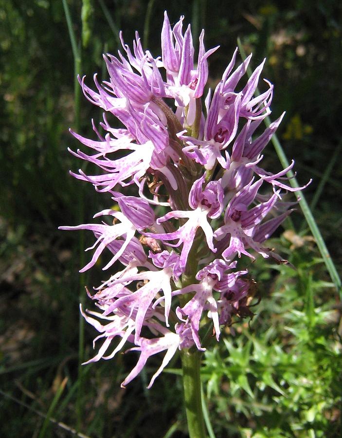 Monkey Orchid at Armeni on Crete Photograph by Andrew Loudon - Fine Art ...