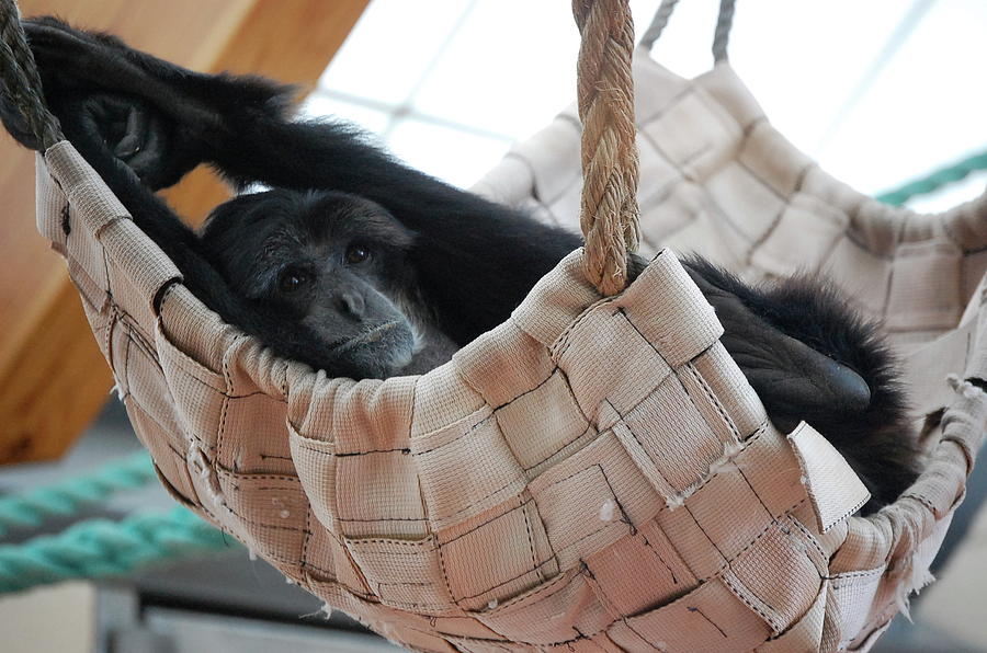 Monkey Play Photograph by Samantha Kimble - Fine Art America