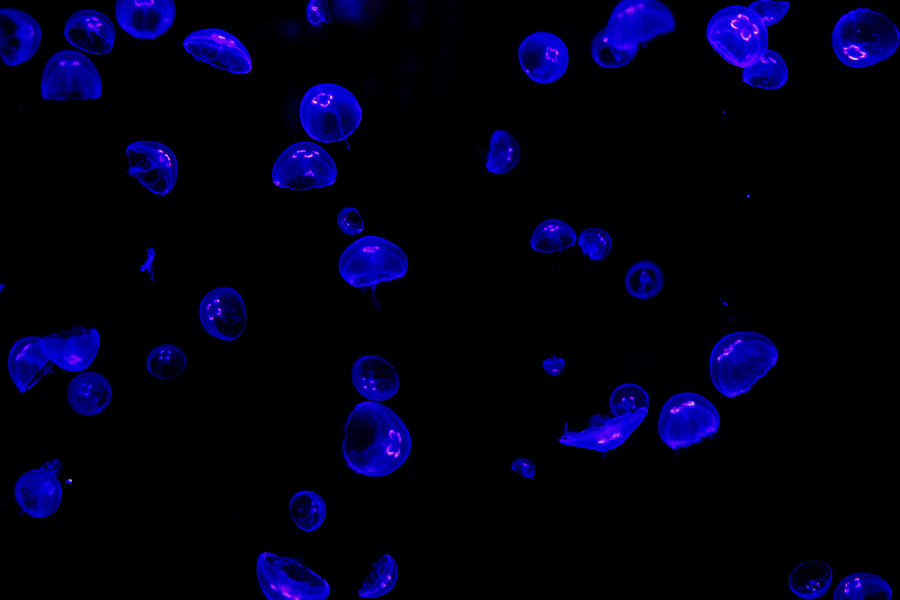 Moon Jellyfish Swarm Photograph by Brian Manfra Moon Jellyfish Swarm Photograph by Brian Manfra