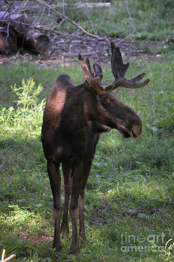 Moose Standing in the Shade of a Large Tree Photograph by DejaVu ...