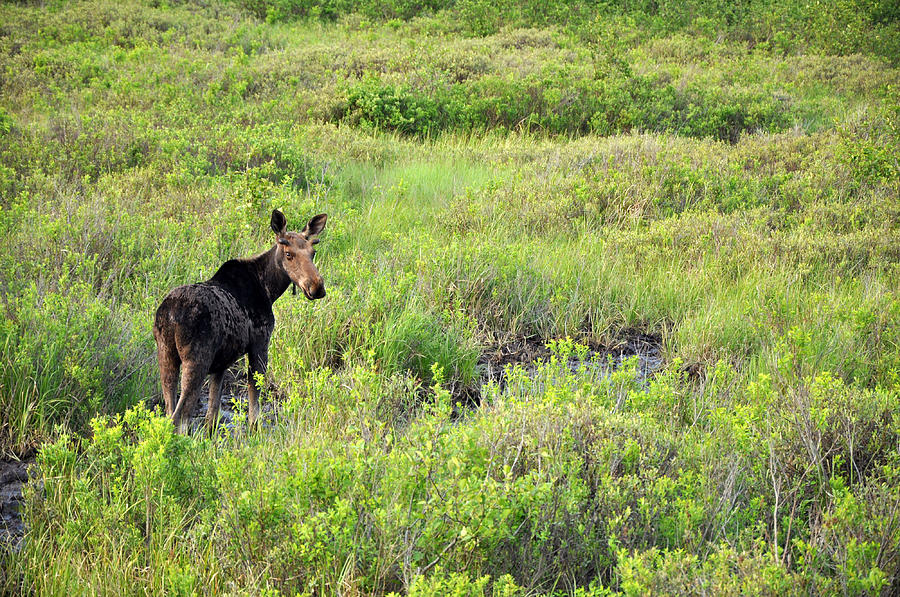 Moose Study #1 Photograph by Lisa Elliott - Pixels