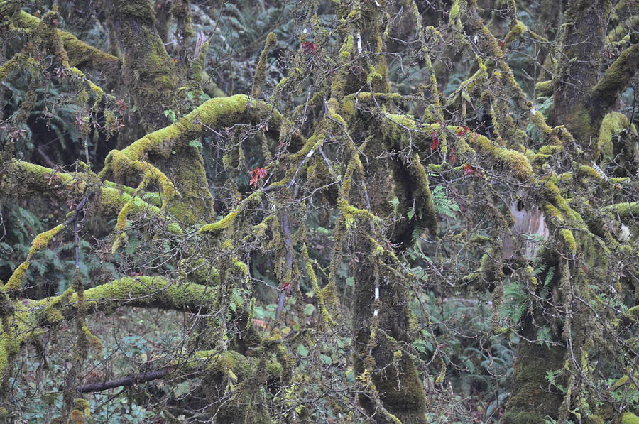 Moss Mass Photograph by Rich Bodane - Fine Art America