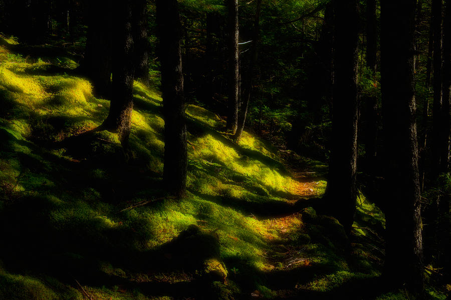 Mossy Forest Path Photograph by Irwin Barrett - Fine Art America
