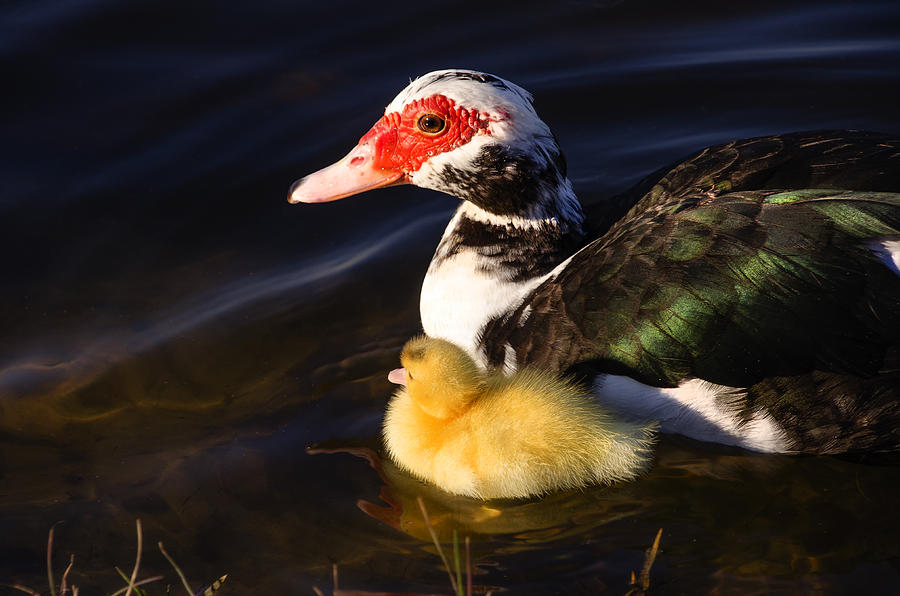 Mother Duck and Chick Photograph by Dick Hudson - Fine Art America