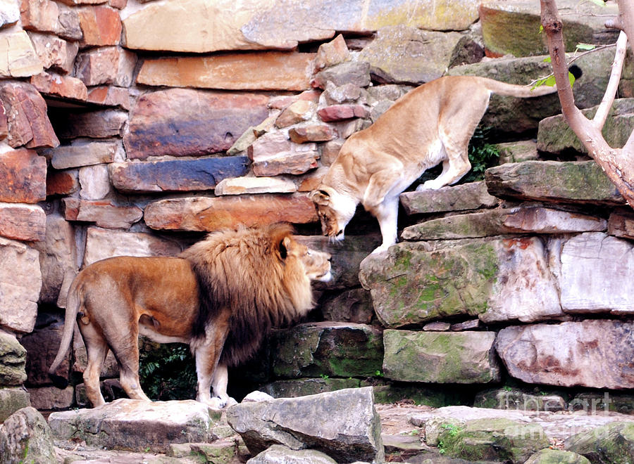 Move Photograph by DiDi Higginbotham - Fine Art America