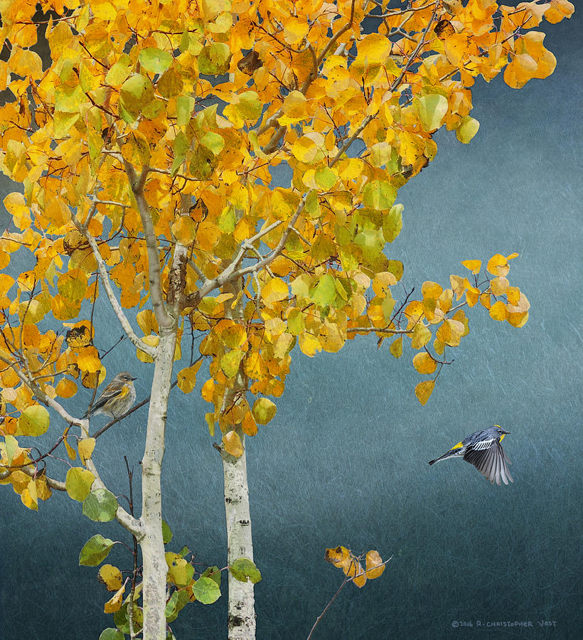 Moving Through-- Yellow Rumped Warblers Photograph by R christopher ...