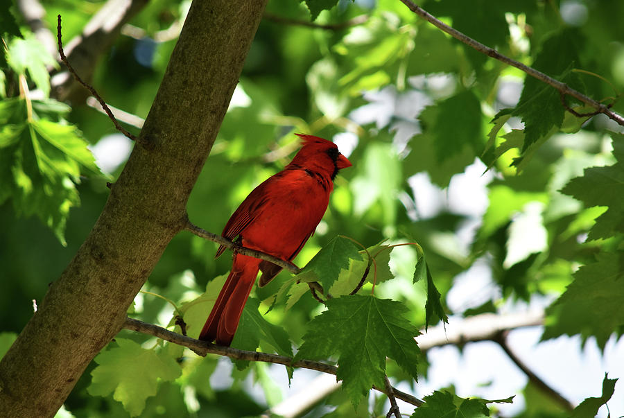 Mr Cardinal Profile Photograph by Maria Keady - Fine Art America