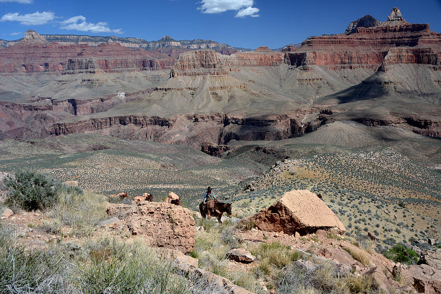 Mule Train Photograph by Martin Massari