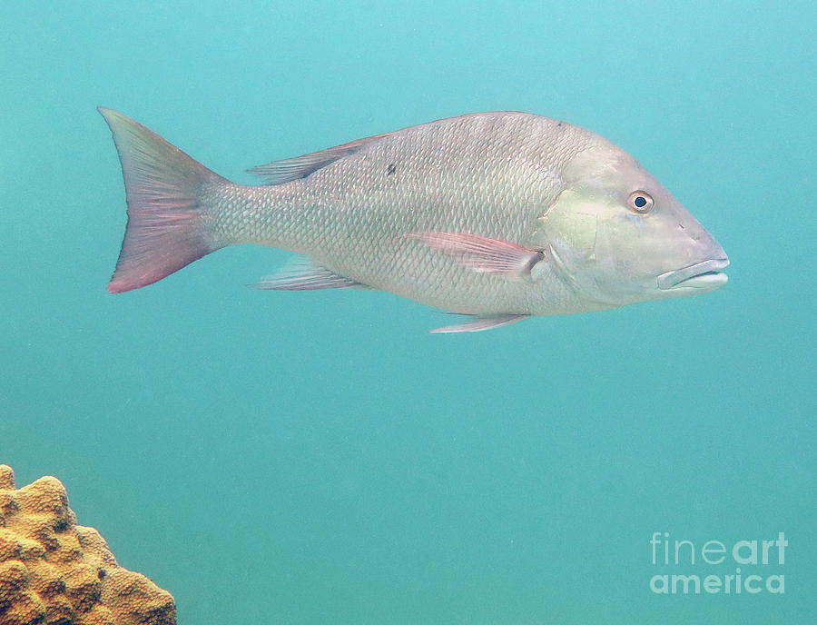 Mutton Snapper 5 Photograph by Daryl Duda | Fine Art America