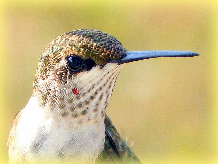 My first ruby Photograph by Karen Cook - Fine Art America