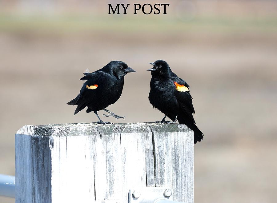 My Post Photograph by Janet Argenta - Fine Art America