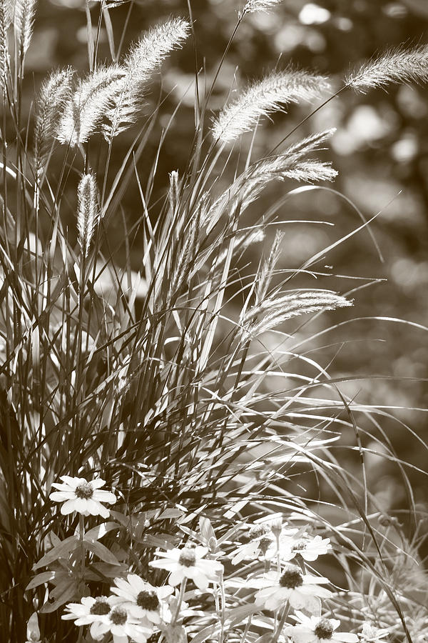 Native Grasses #2 Photograph by Eric Roach - Pixels